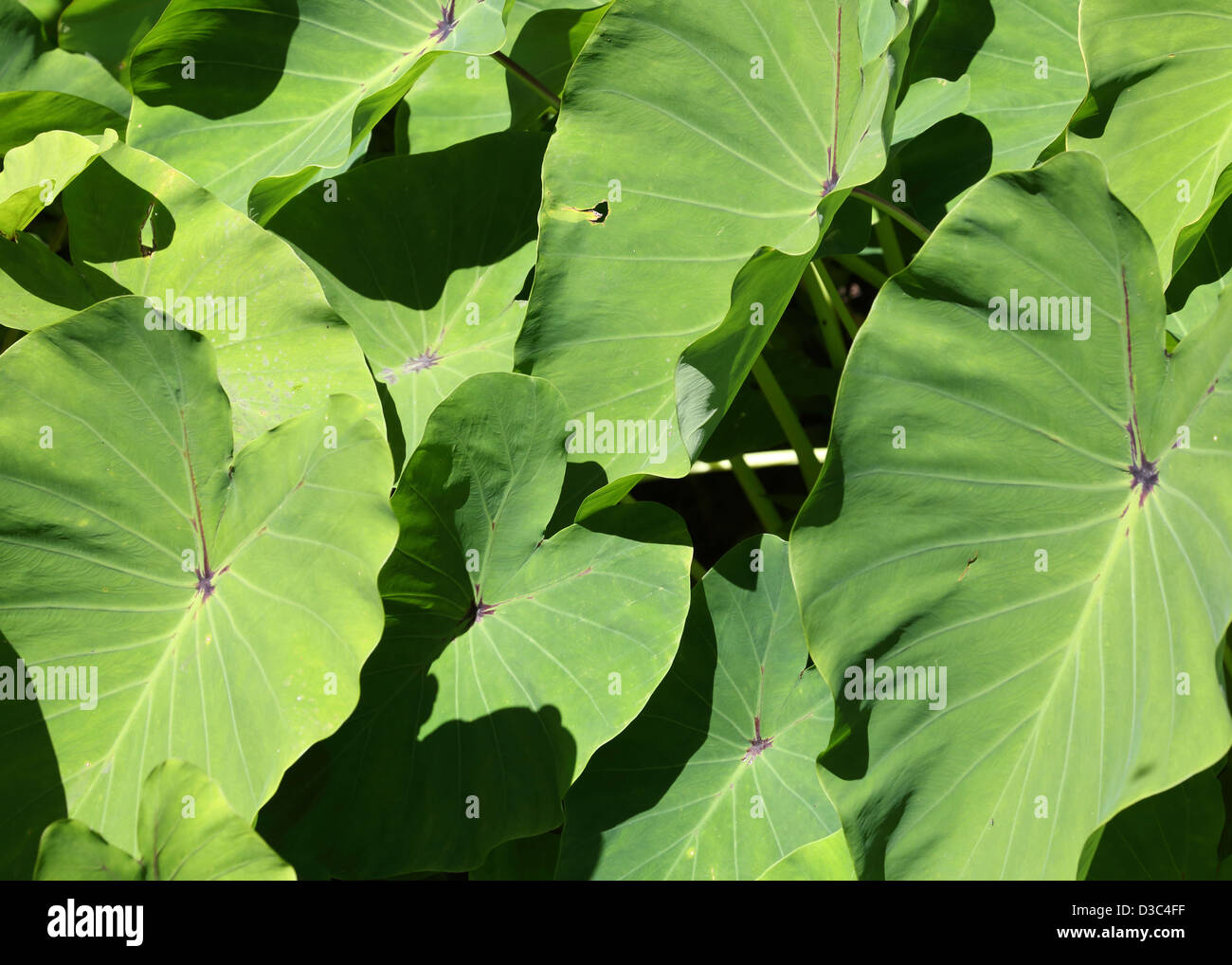 Jamaican Callaloo Plant