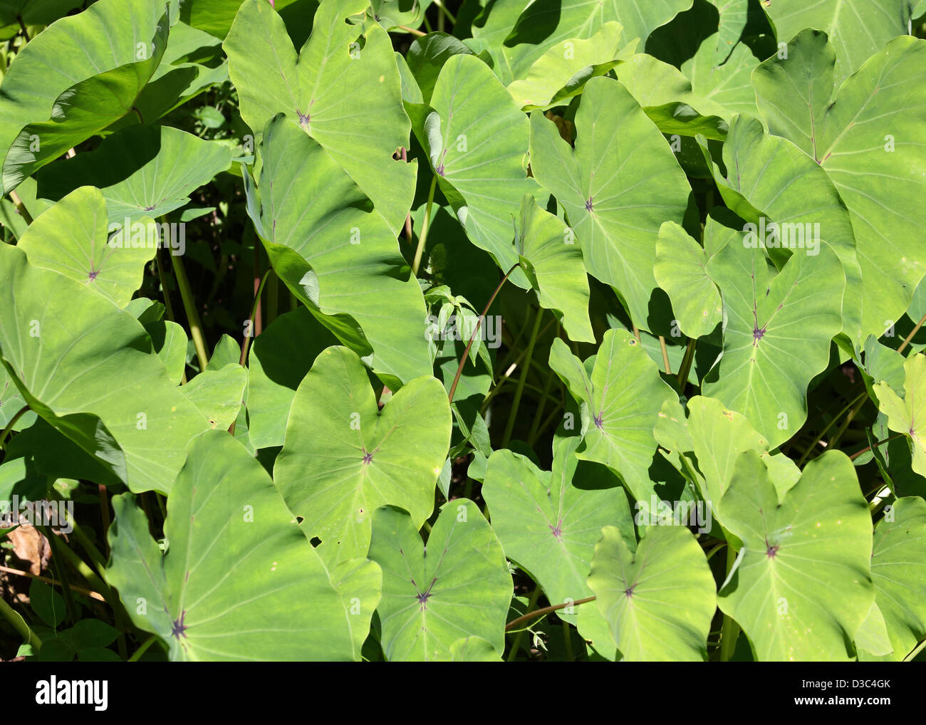 Callaloo hi-res stock photography and images - Alamy