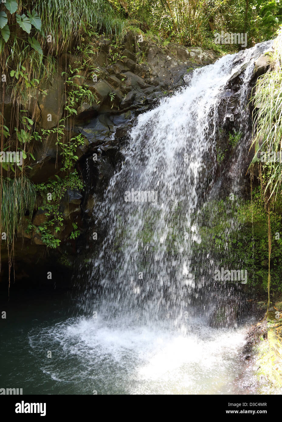 ANNANDALE FALLS,GRAND ETANG FOREST RESERVE,GRENADA Stock Photo - Alamy