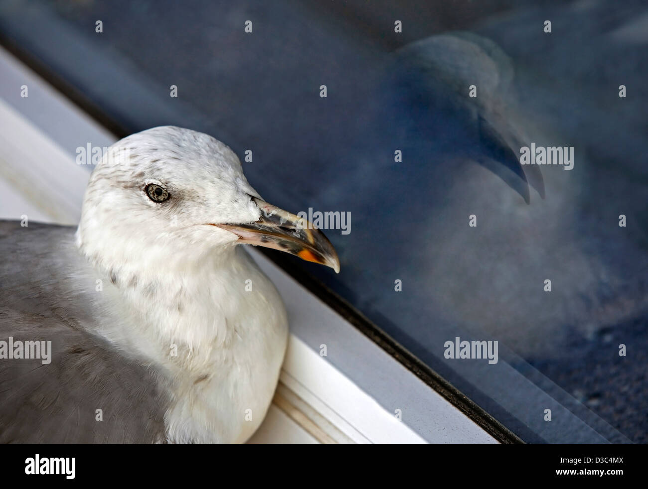 The seagull close up with reflection Stock Photo - Alamy