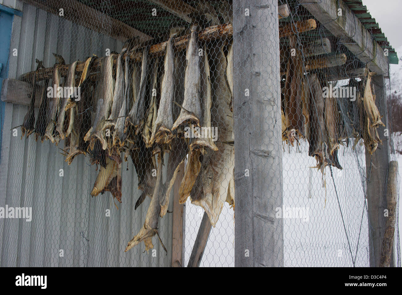 Hanging pieces of Cod fish for outdoors curing in winter, Norway Stock ...
