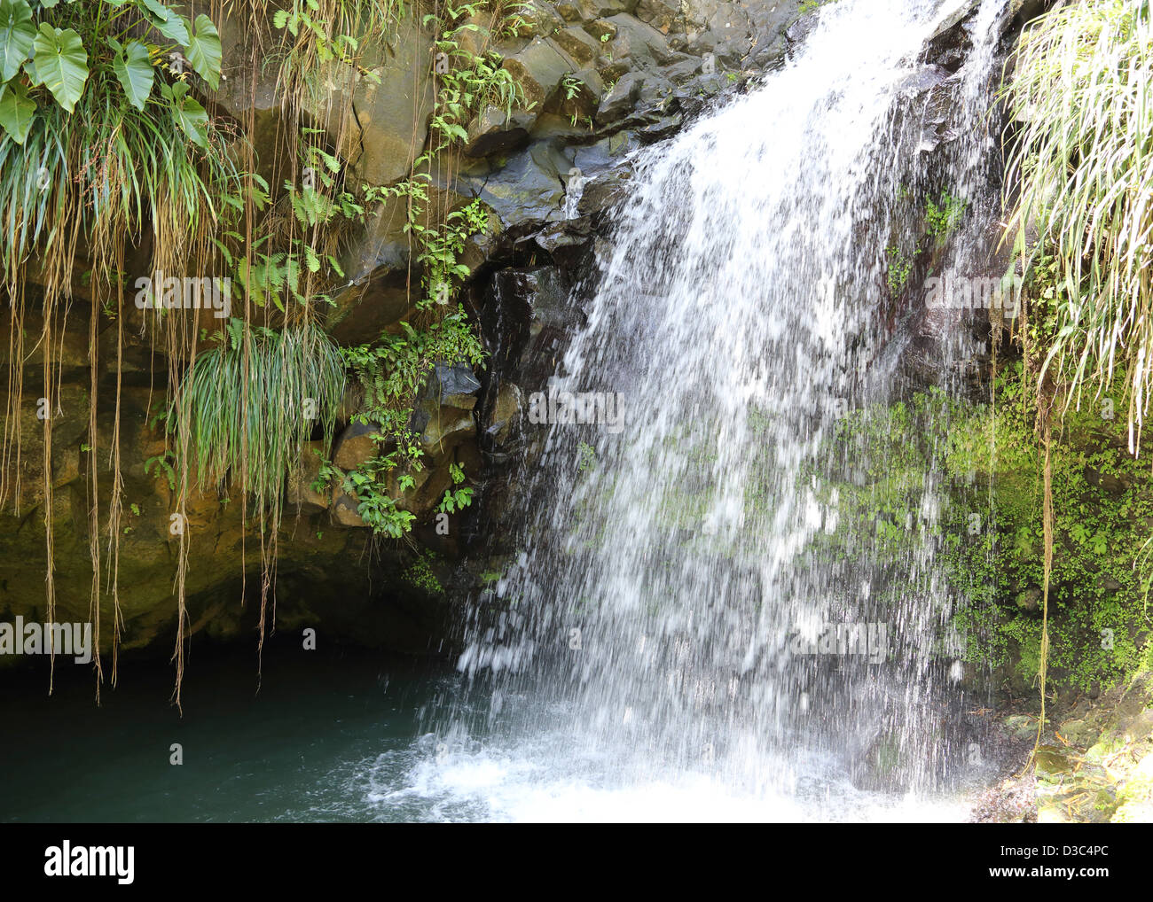 Grand etang forest hi-res stock photography and images - Alamy