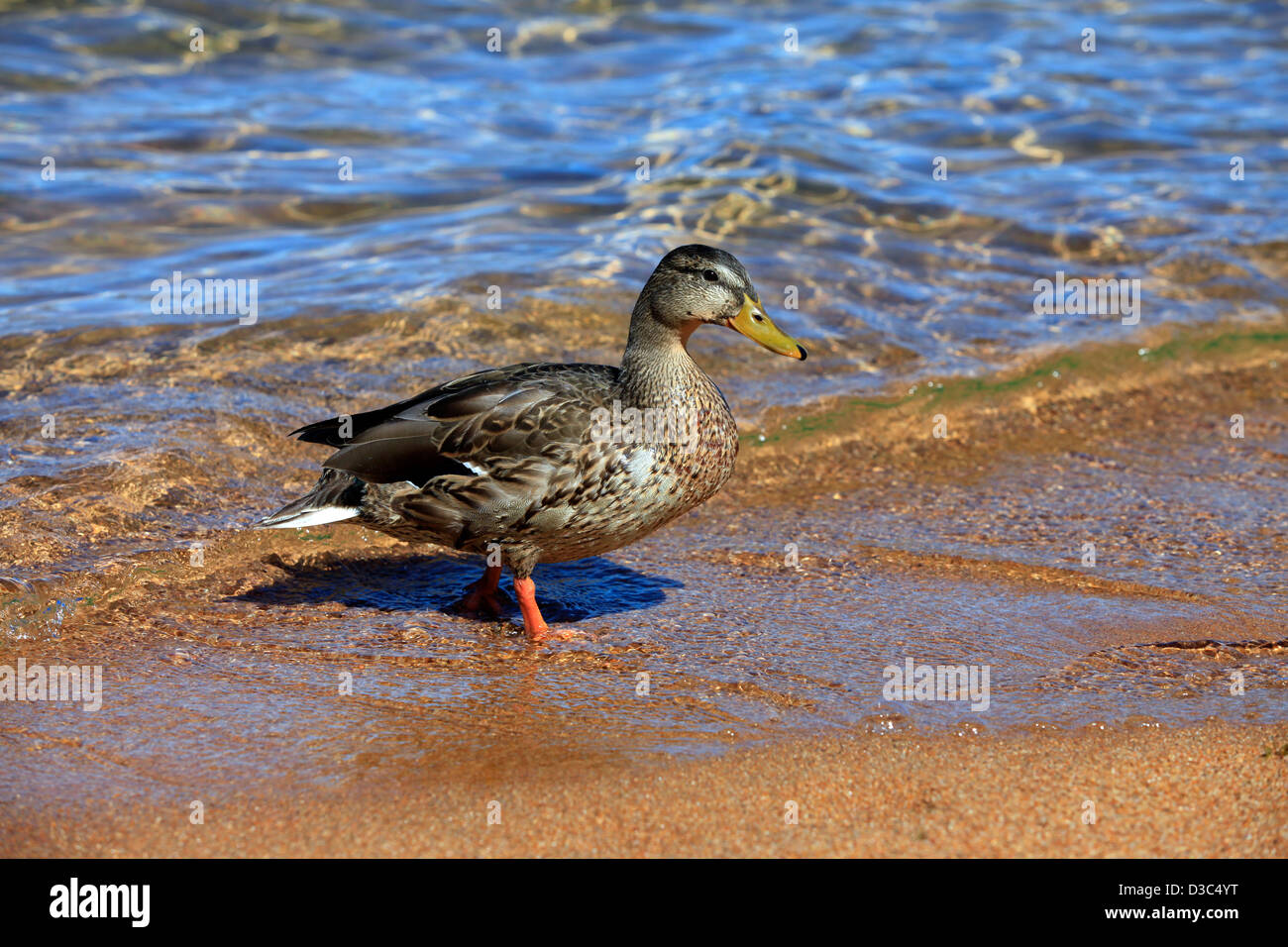 Mallard duck on the lake Tahoe Stock Photo - Alamy