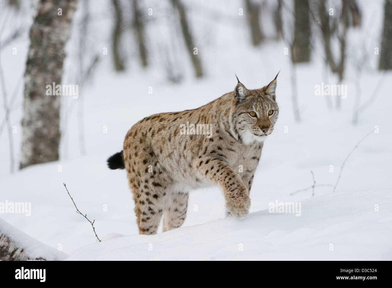 Eurasian Lynx (Lynx lynx) in winter fur over snow and under snowfall ...
