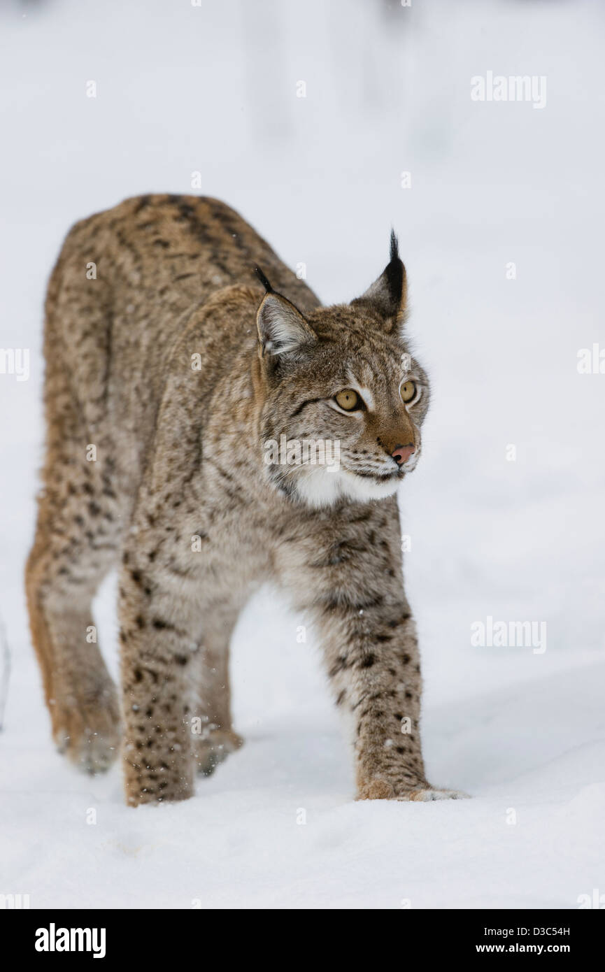 Eurasian lynx lynx lynx finland hi-res stock photography and images - Alamy