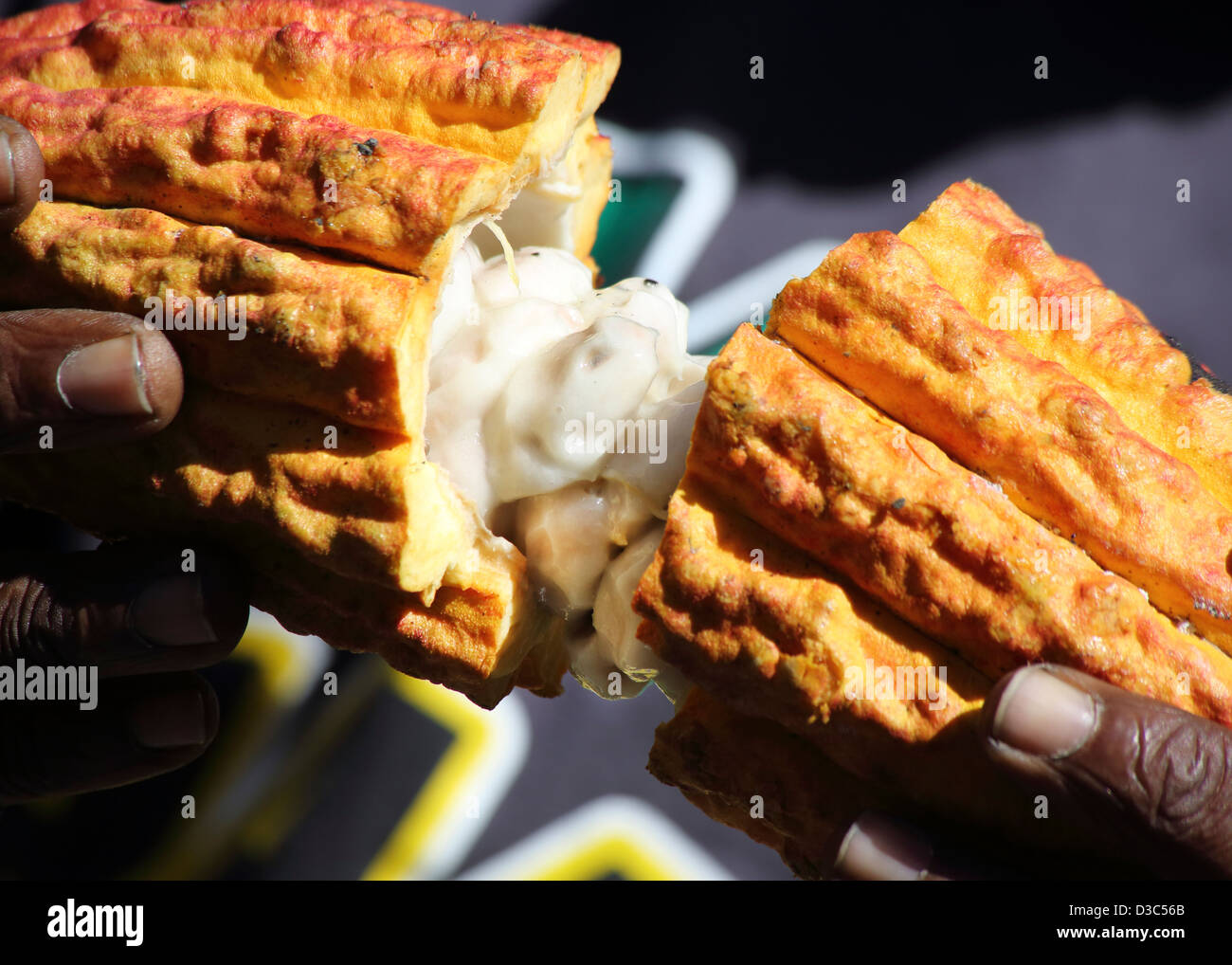 FRESH CACAO POD WITH COCOA BEANS Stock Photo - Alamy