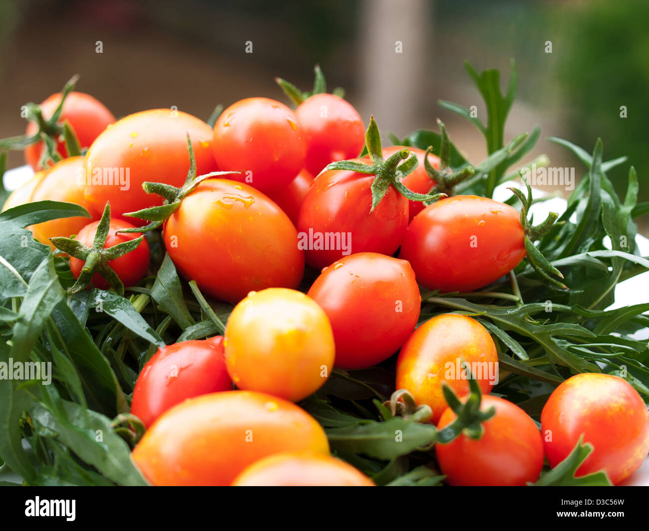 just picked tomatoes and rocket Stock Photo - Alamy
