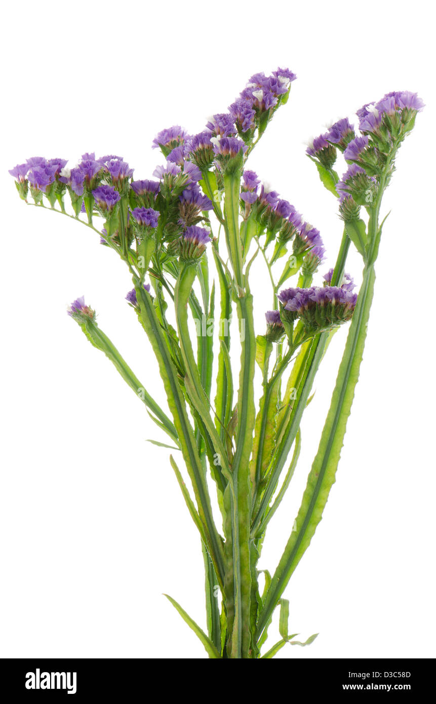 Statice flowers isolated on white background Stock Photo - Alamy