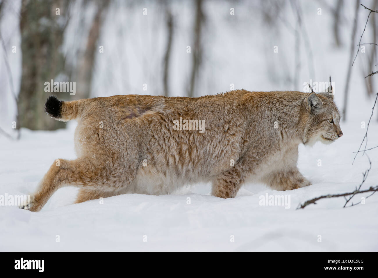 Eurasian Lynx (Lynx lynx) in winter fur over snow and under snowfall ...