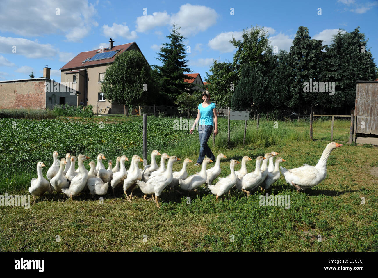 Geese As Guards High Resolution Stock Photography and Images - Alamy