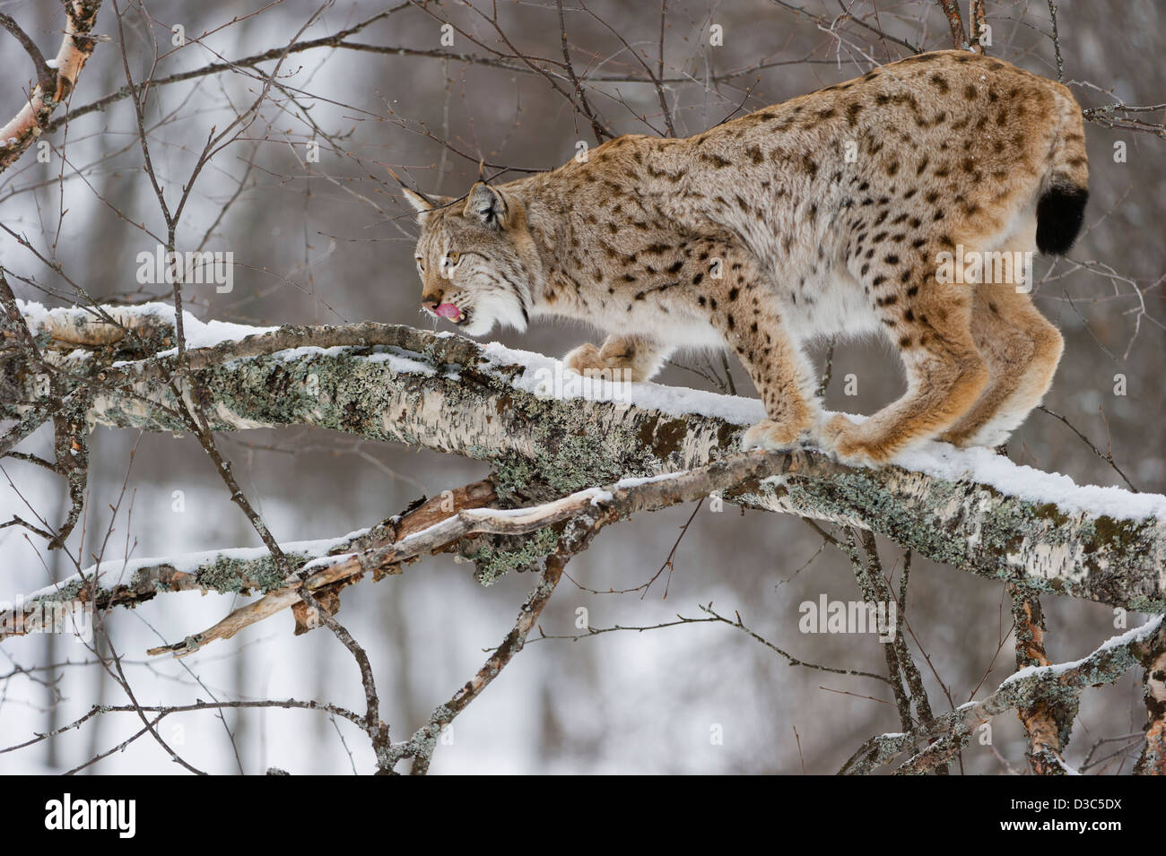 Eurasian lynx lynx lynx climbing hi-res stock photography and images ...