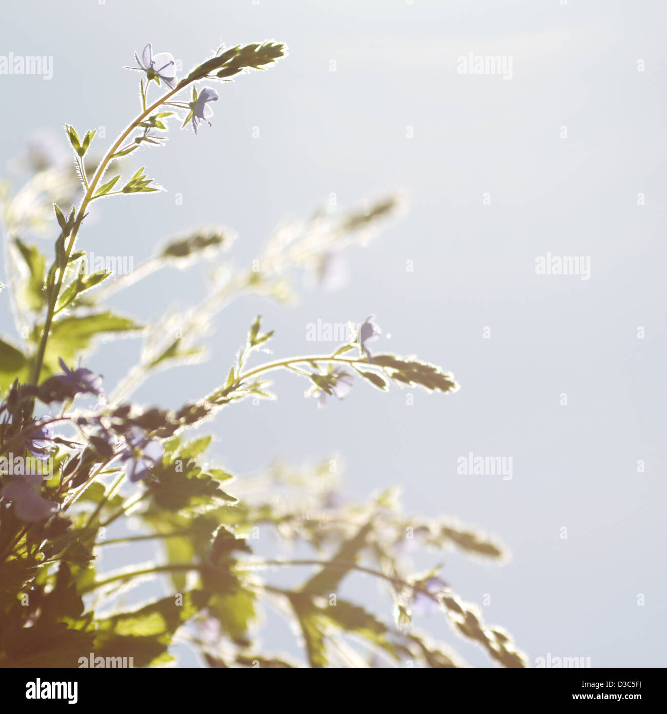 spring flowers in blue sky Stock Photo - Alamy