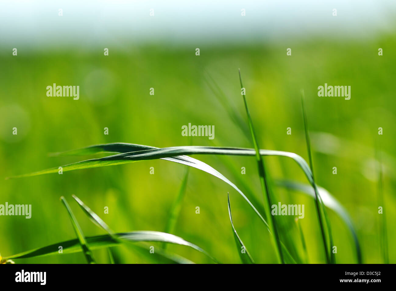 green grass macro close up Stock Photo - Alamy