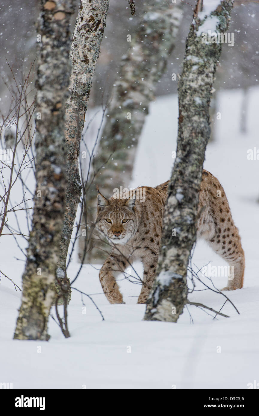 Eurasian Lynx (Lynx lynx) in winter fur over snow and under snowfall ...