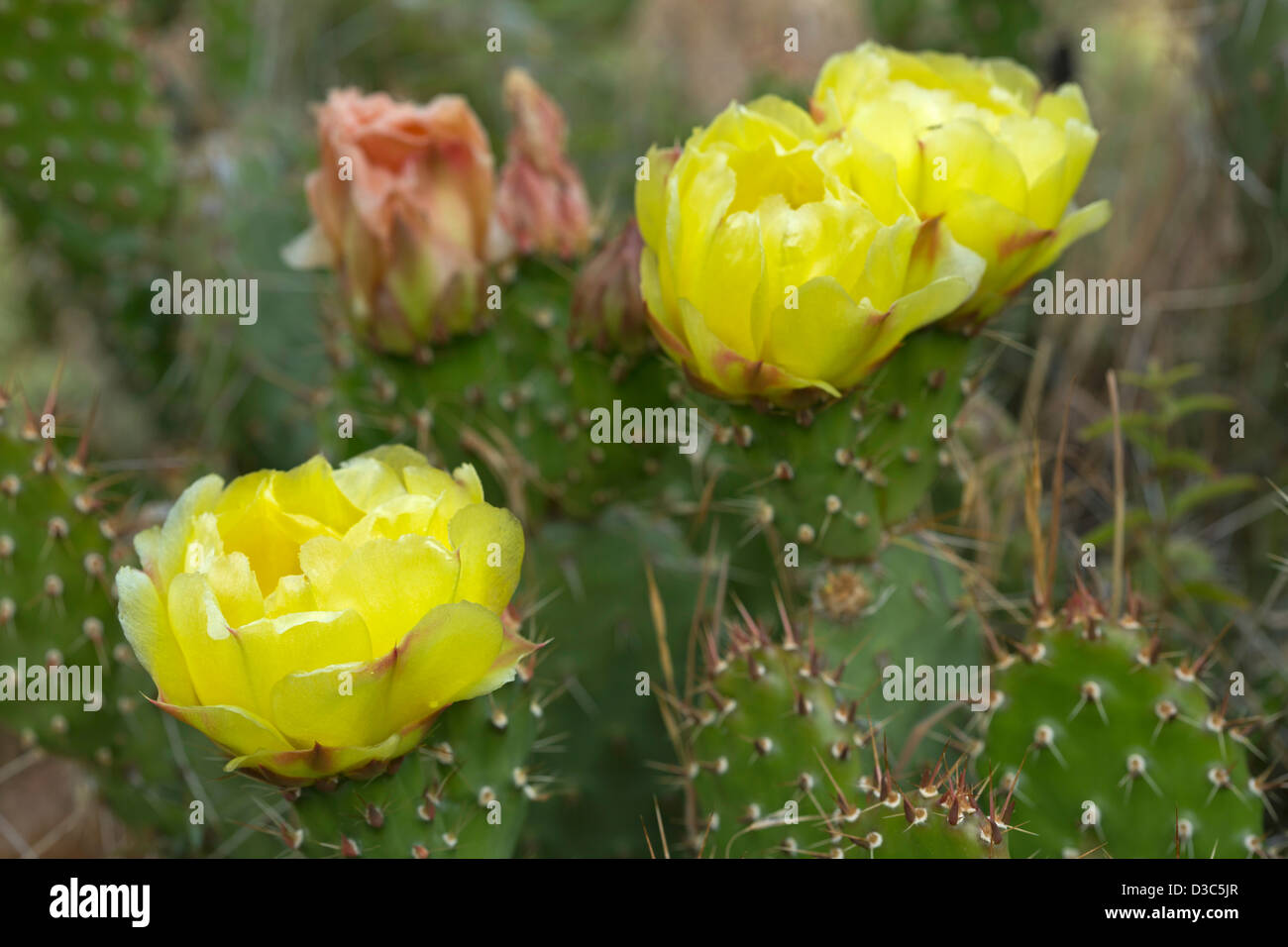 Prickly Pear cactus in bloom along the Imnaha River Canyon in the ...