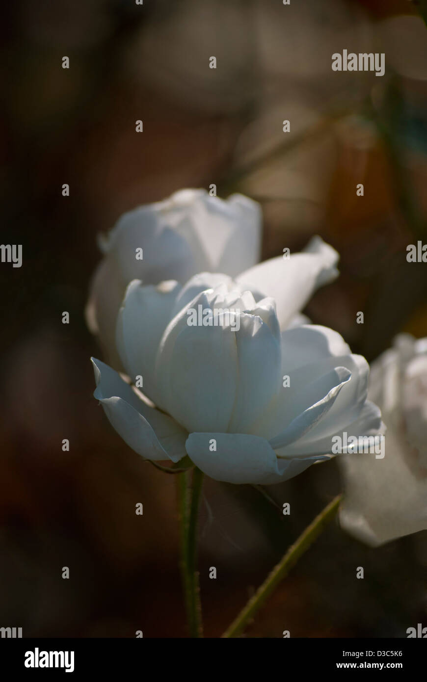 White autumn rose under the sun in the dark garden Stock Photo - Alamy