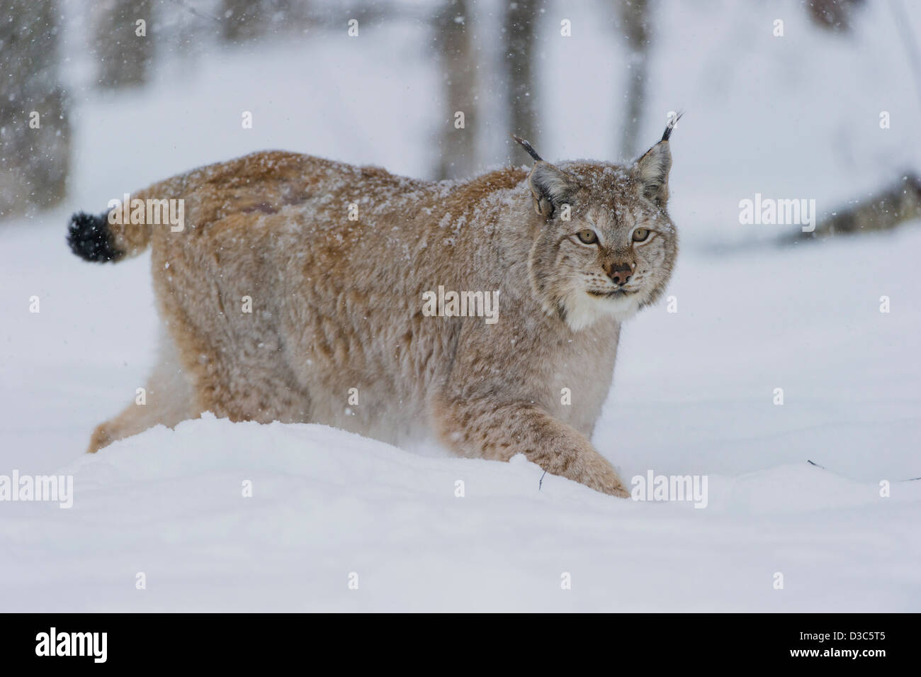 Eurasian Lynx (Lynx lynx) in winter fur over snow and under snowfall ...