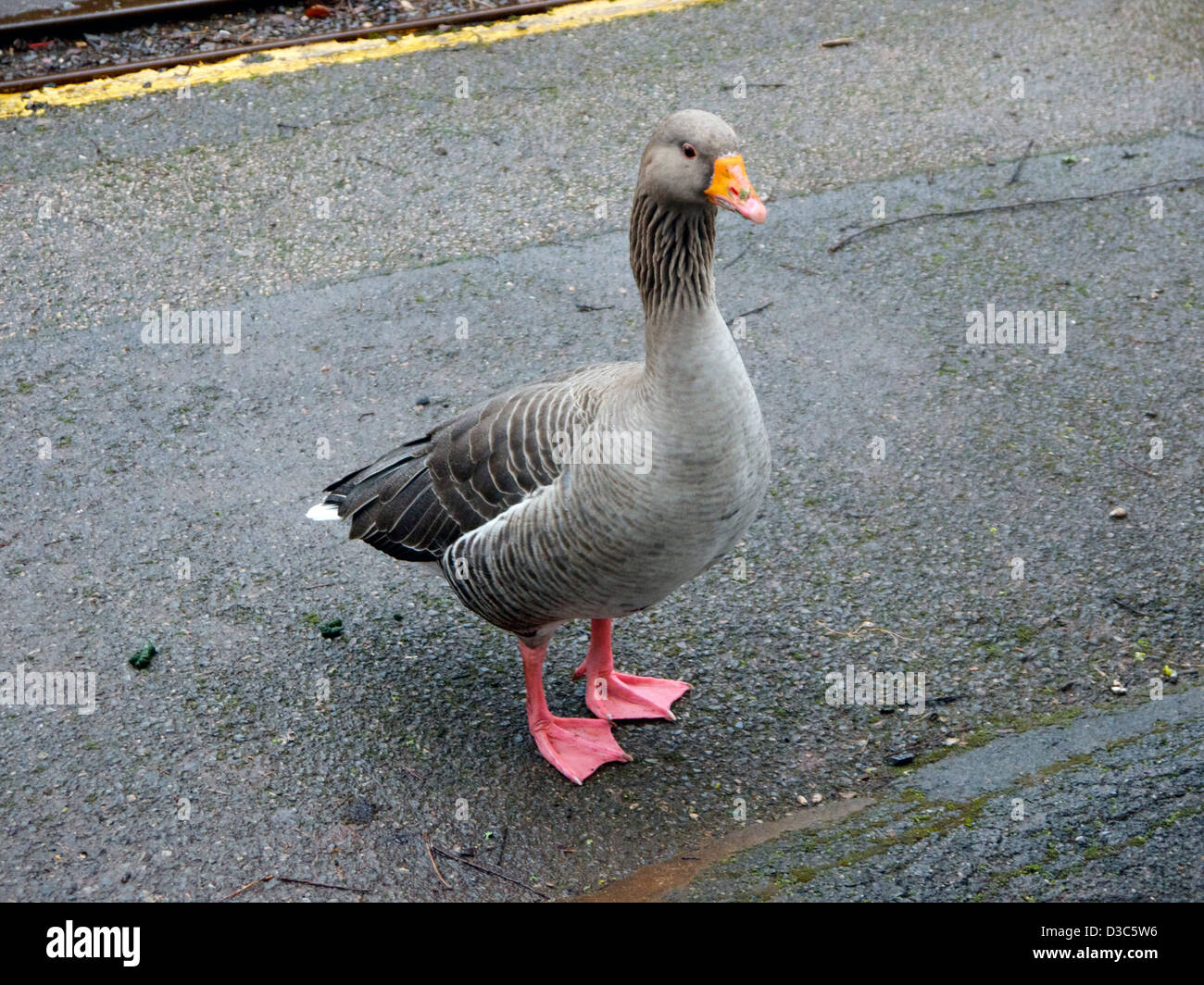Grey and pink beak hi-res stock photography and images - Alamy