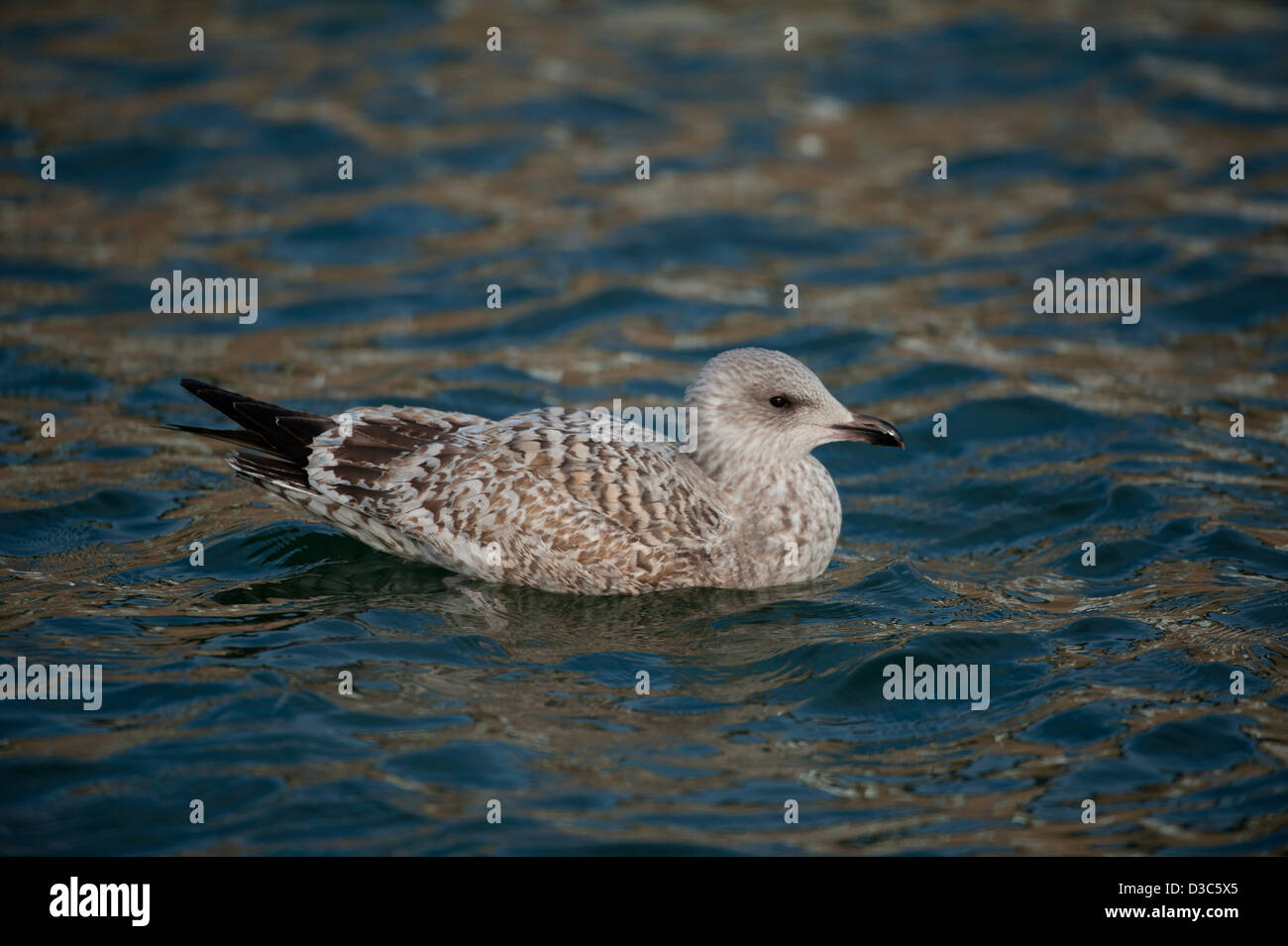 Herring gull first winter plumage hi-res stock photography and images ...