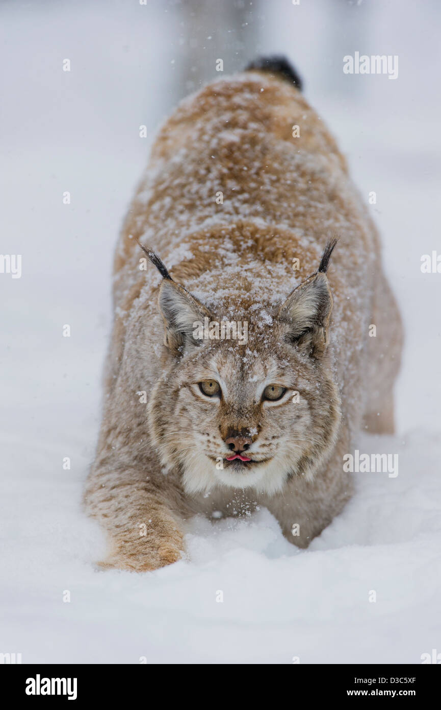 Eurasian Lynx (Lynx lynx) in winter fur over snow and under snowfall ...