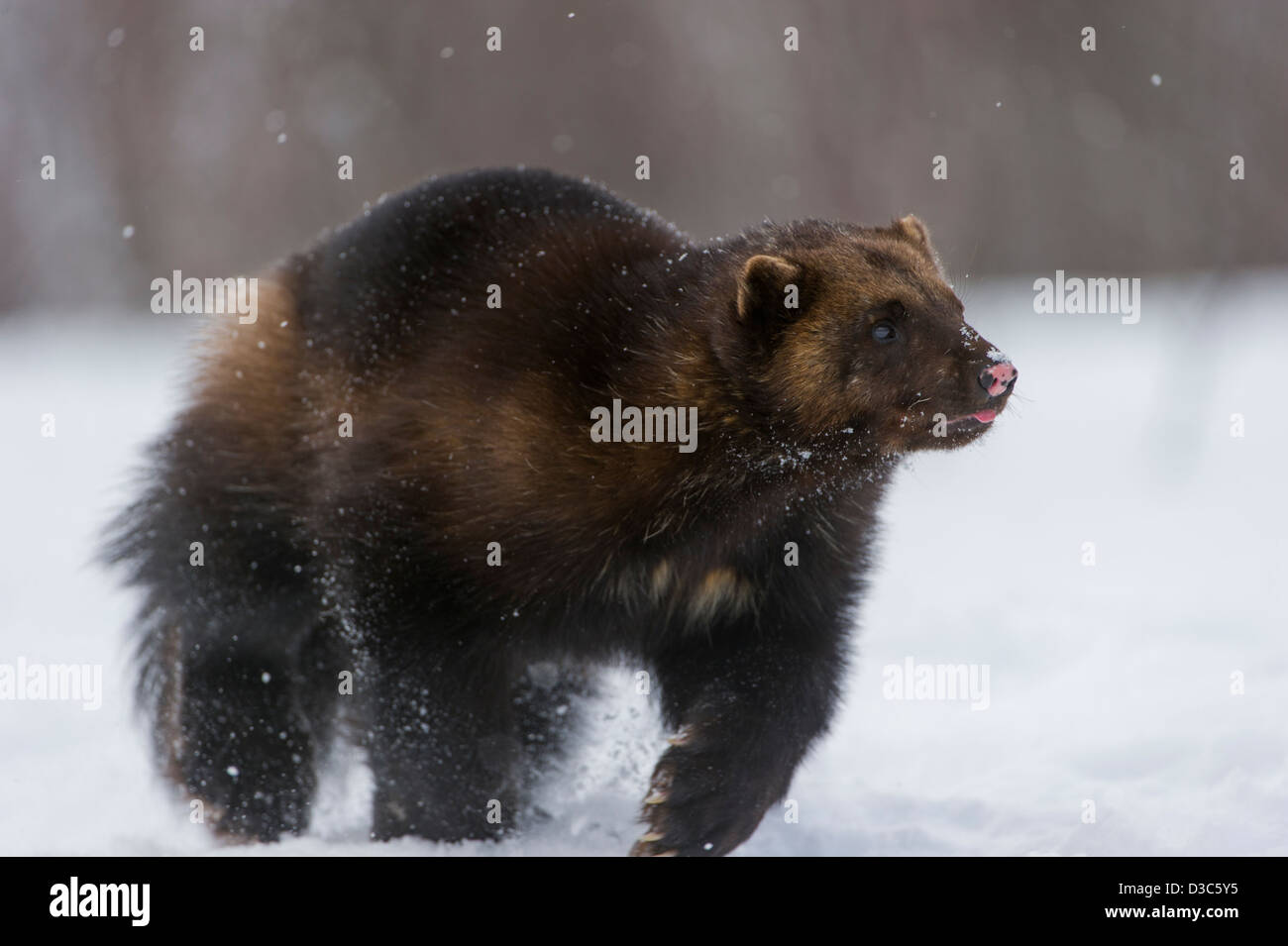 Wolverine Animal High Resolution Stock Photography and Images - Alamy