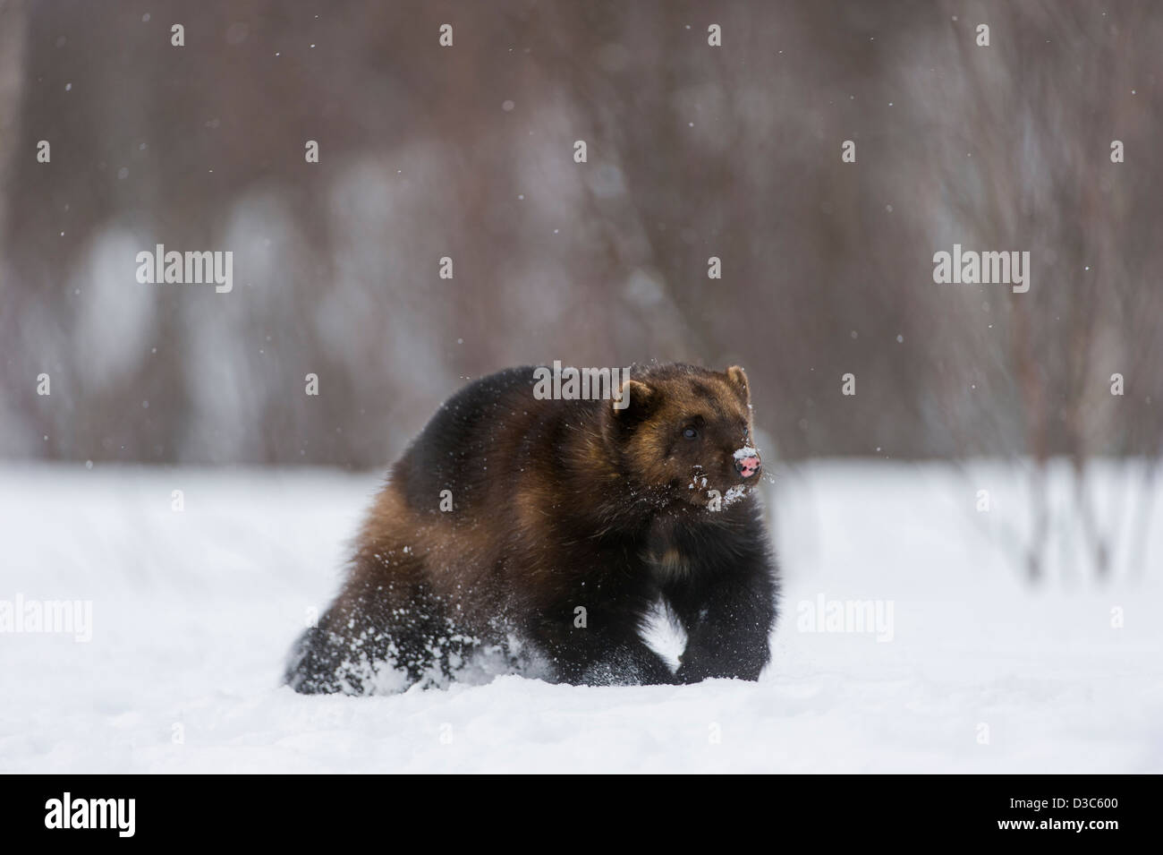 Wolverine (Gulo gulo) in winter, running on snow and under snowfall ...