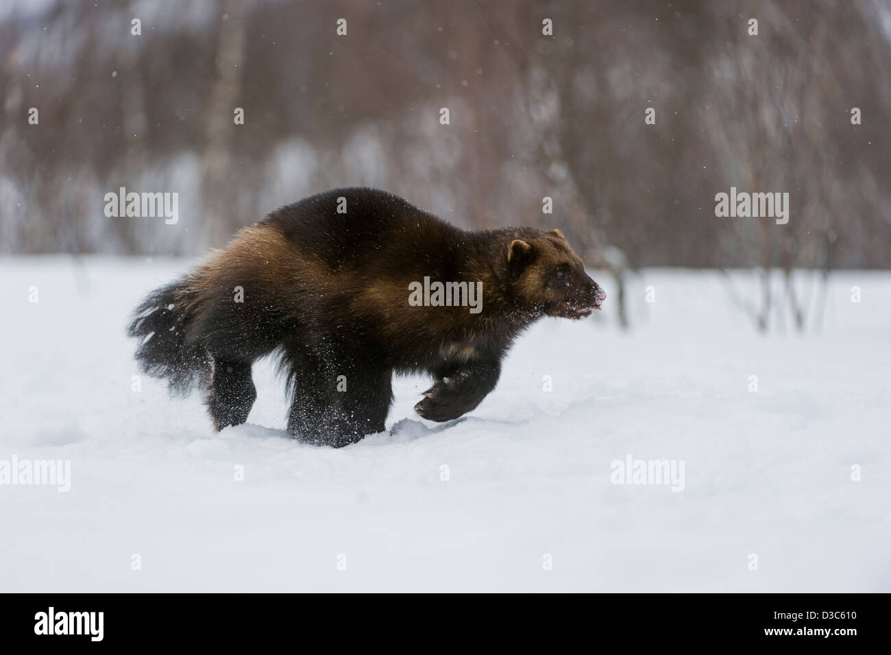 Wolverine animal hi-res stock photography and images - Alamy