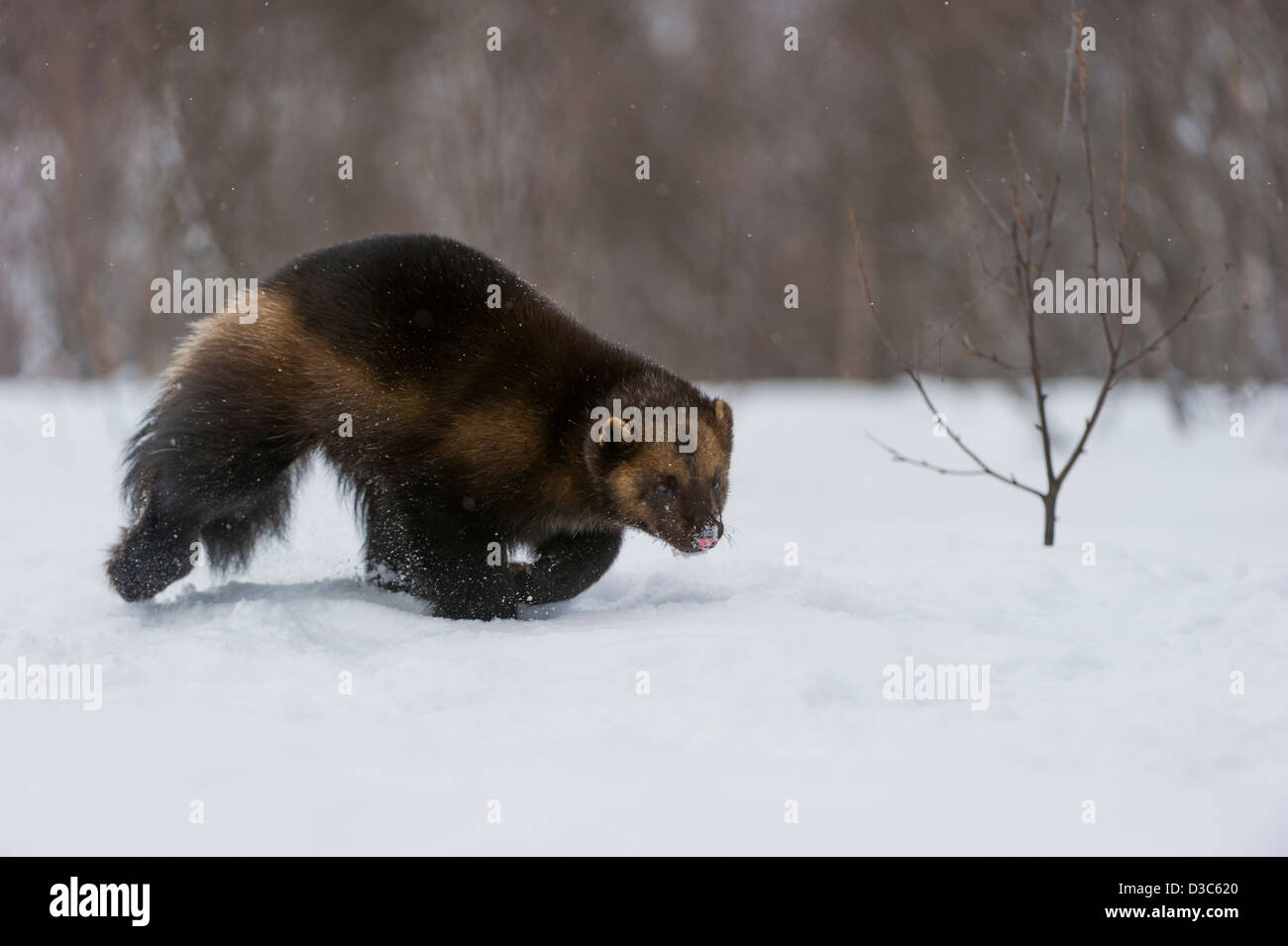 Wolverine (Gulo gulo) in winter, running on snow and under snowfall ...