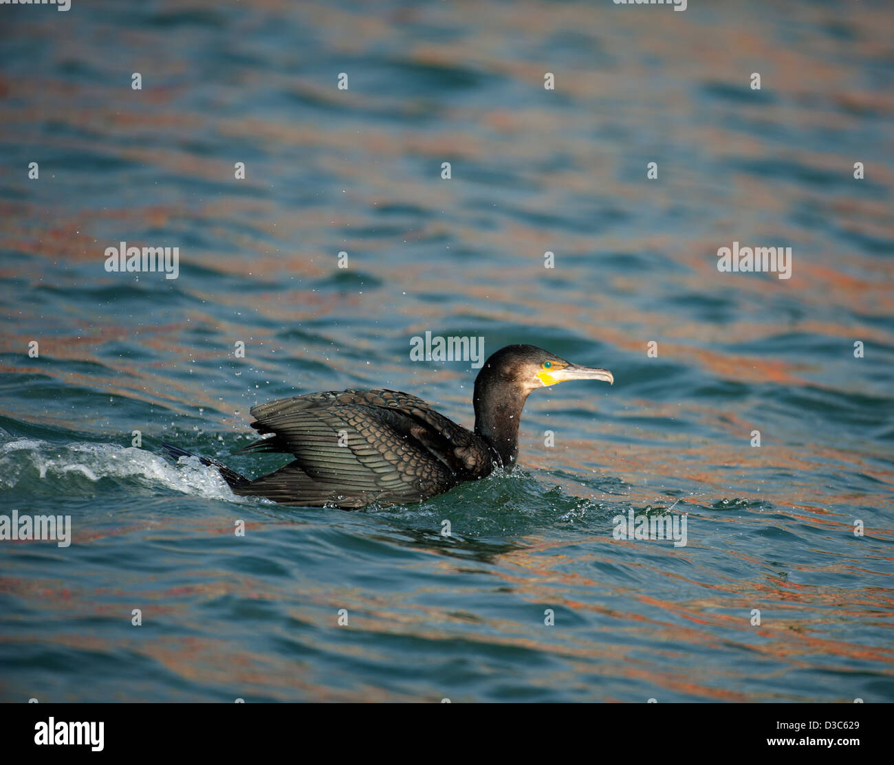 Scottish wintering bird hi-res stock photography and images - Alamy