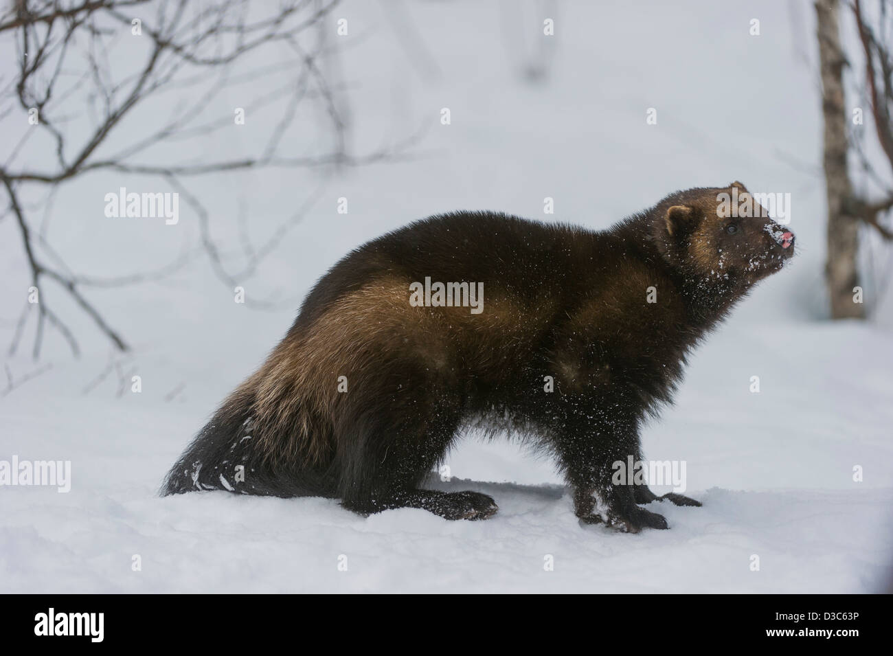 Wolverine (Gulo gulo) in winter, running on snow and under snowfall ...