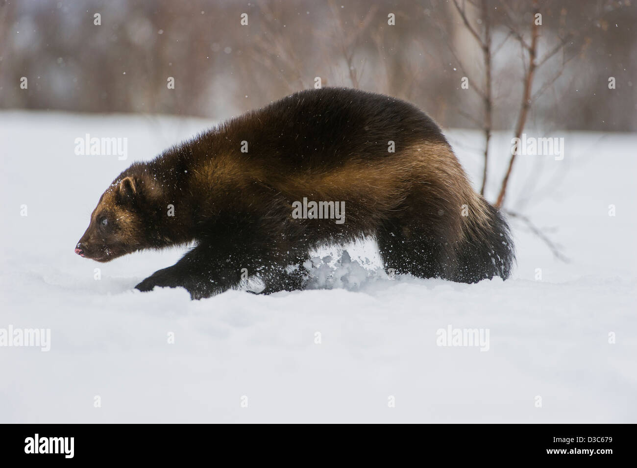 Wolverine (Gulo gulo) in winter, running on snow and under snowfall ...