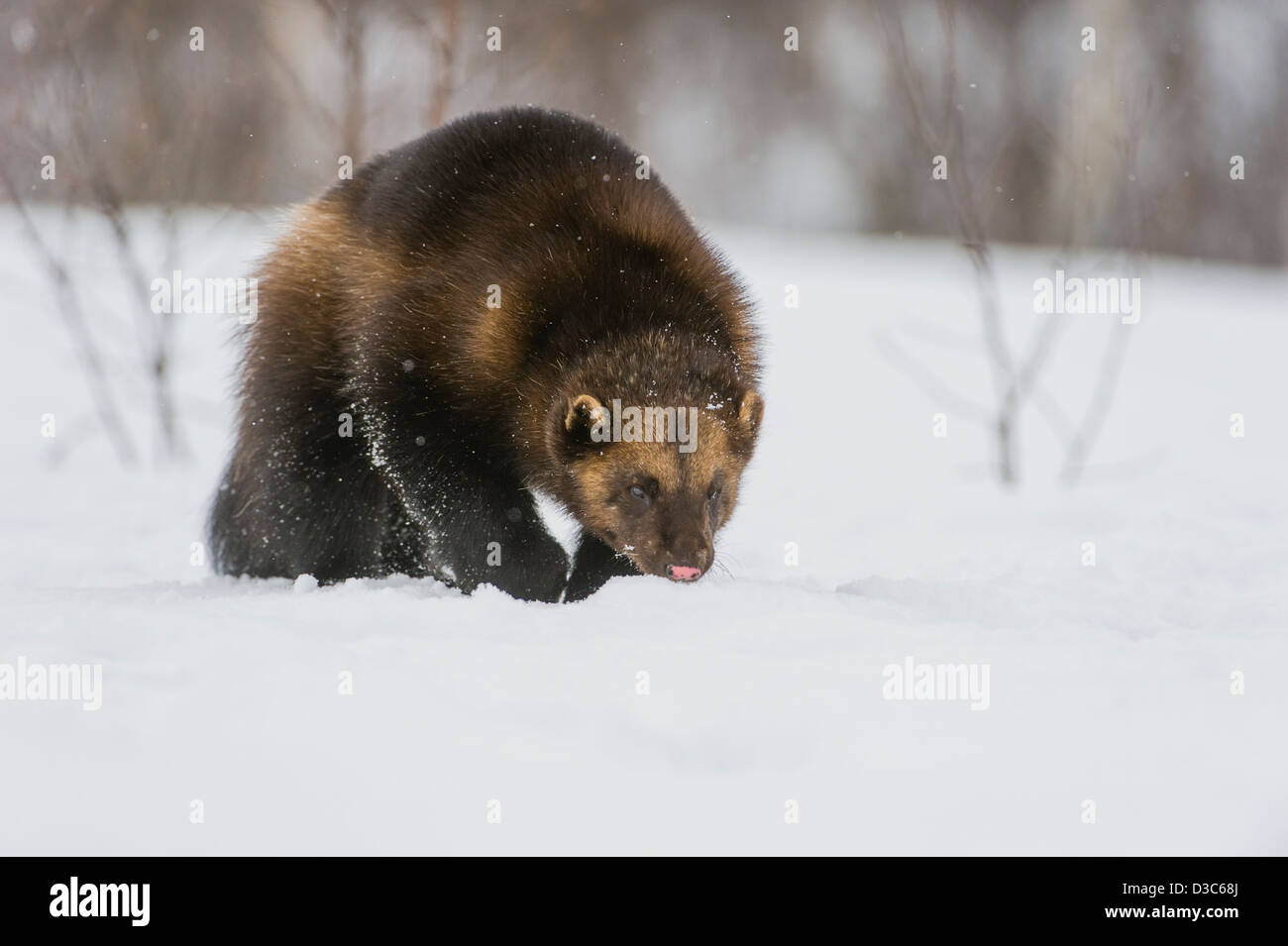 Wolverine snow hi-res stock photography and images - Alamy