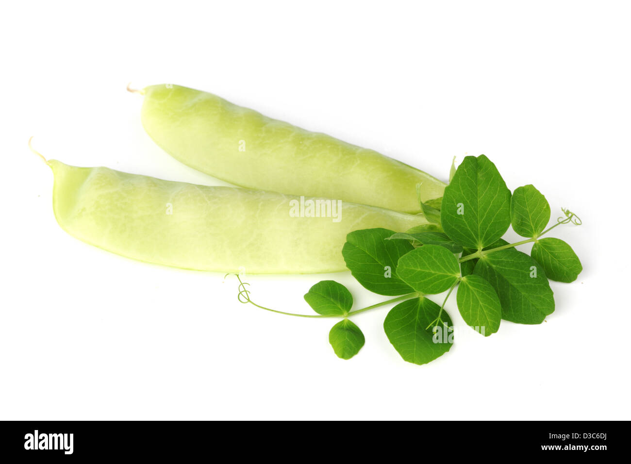 Bob leaf Cut Out Stock Images & Pictures - Alamy