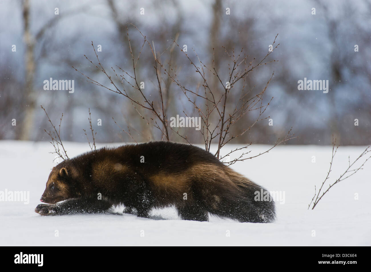 Wolverine (Gulo gulo) in winter, running on snow and under snowfall ...