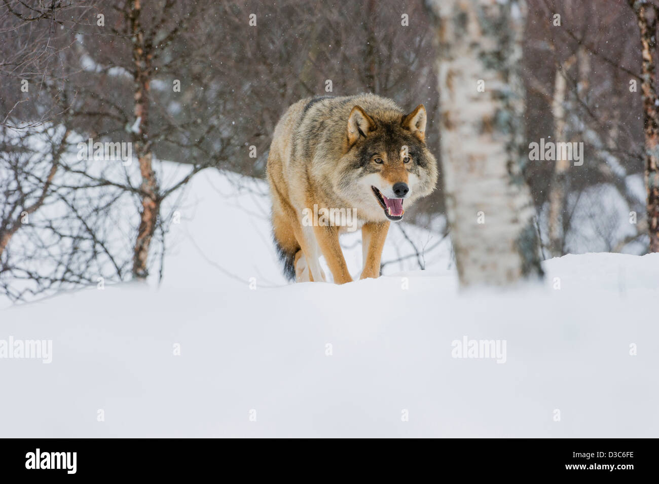 Arctic wolf snow hi-res stock photography and images - Alamy