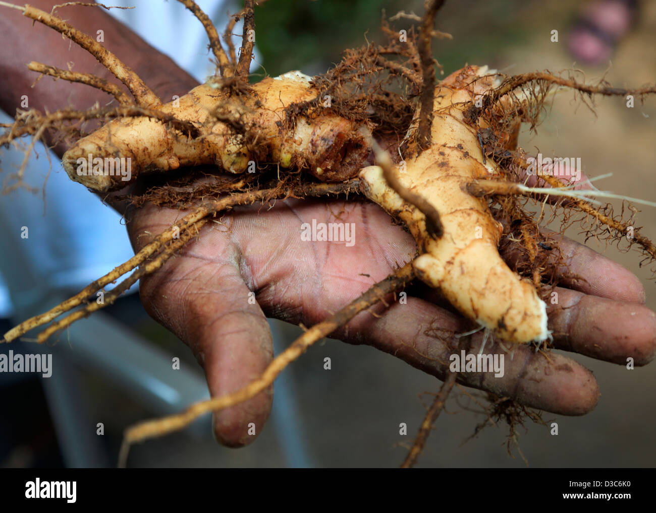 Freshly ginger hi-res stock photography and images - Alamy