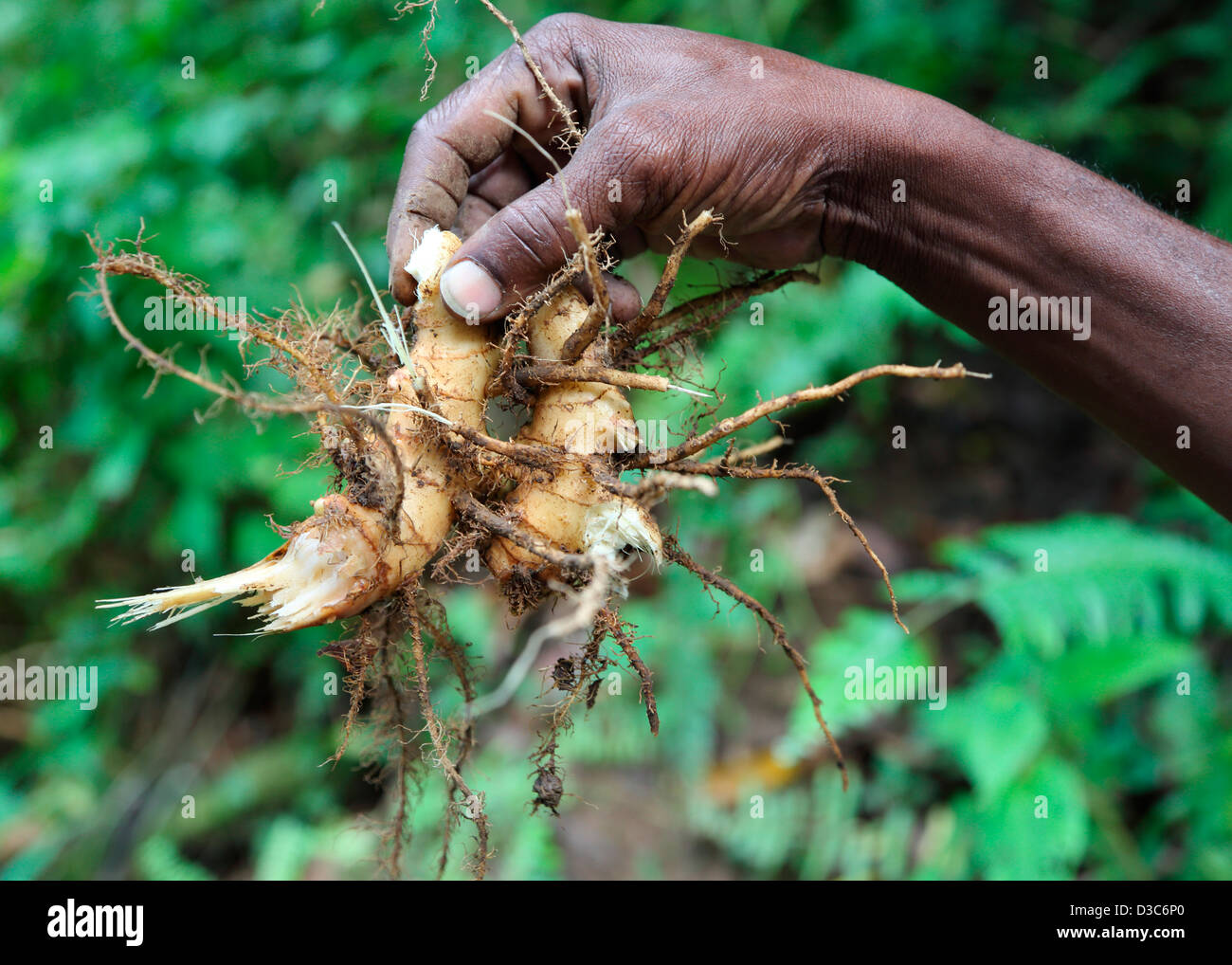 Asian caribbean hi-res stock photography and images - Alamy