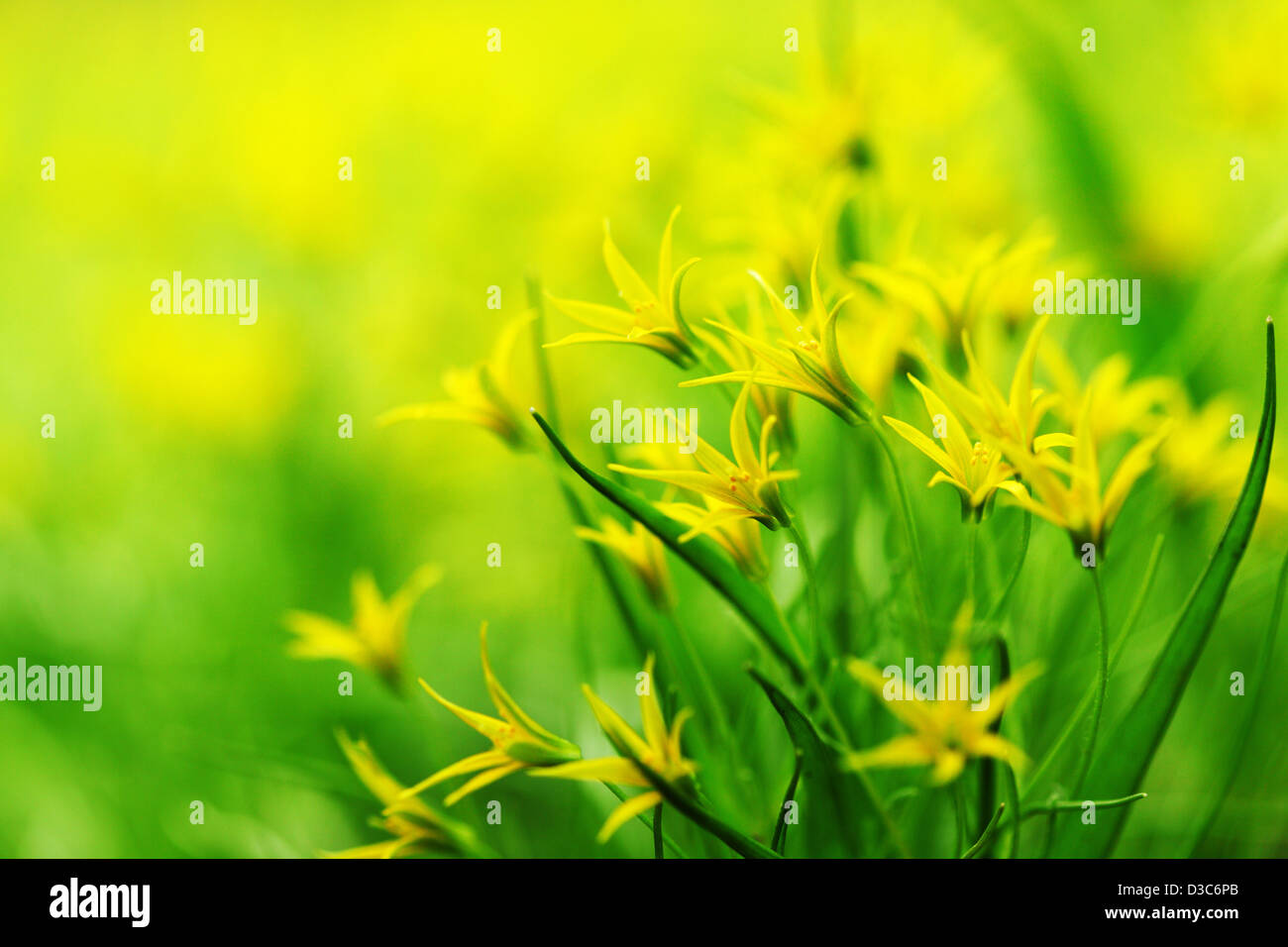 yellow spring flowers macro close up Stock Photo - Alamy