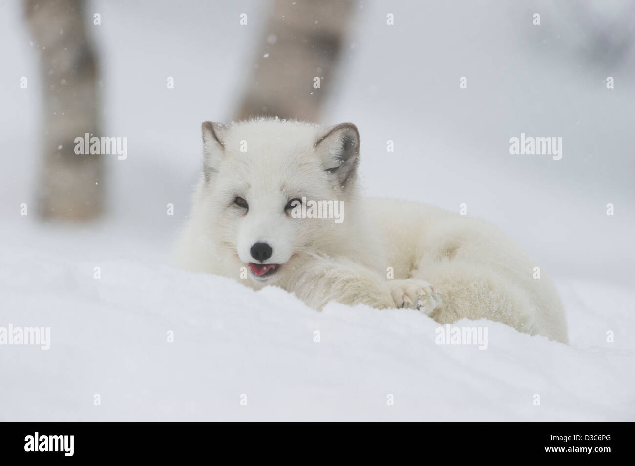 Arctic Fox (Vulpes lagopus) in winter white creamy fur, under snowfall ...