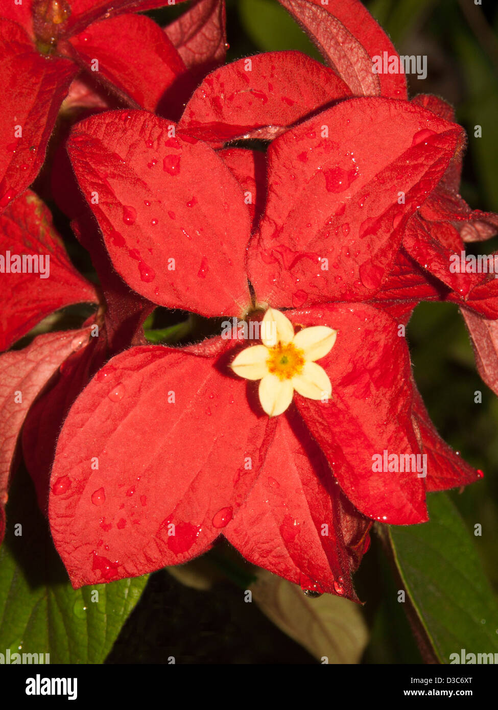 Tiny pale yellow flower of Mussaenda cultivar 'Capricorn Dream ...