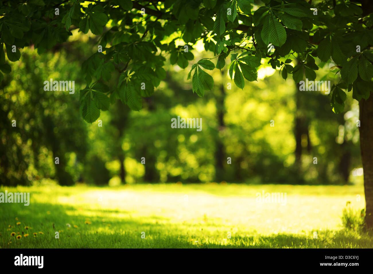 Spring Park nature background Stock Photo - Alamy