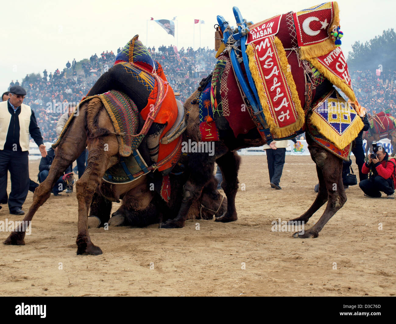 Camels wrestling as crowd watches during Selcuk-Efes Camel Wrestling ...