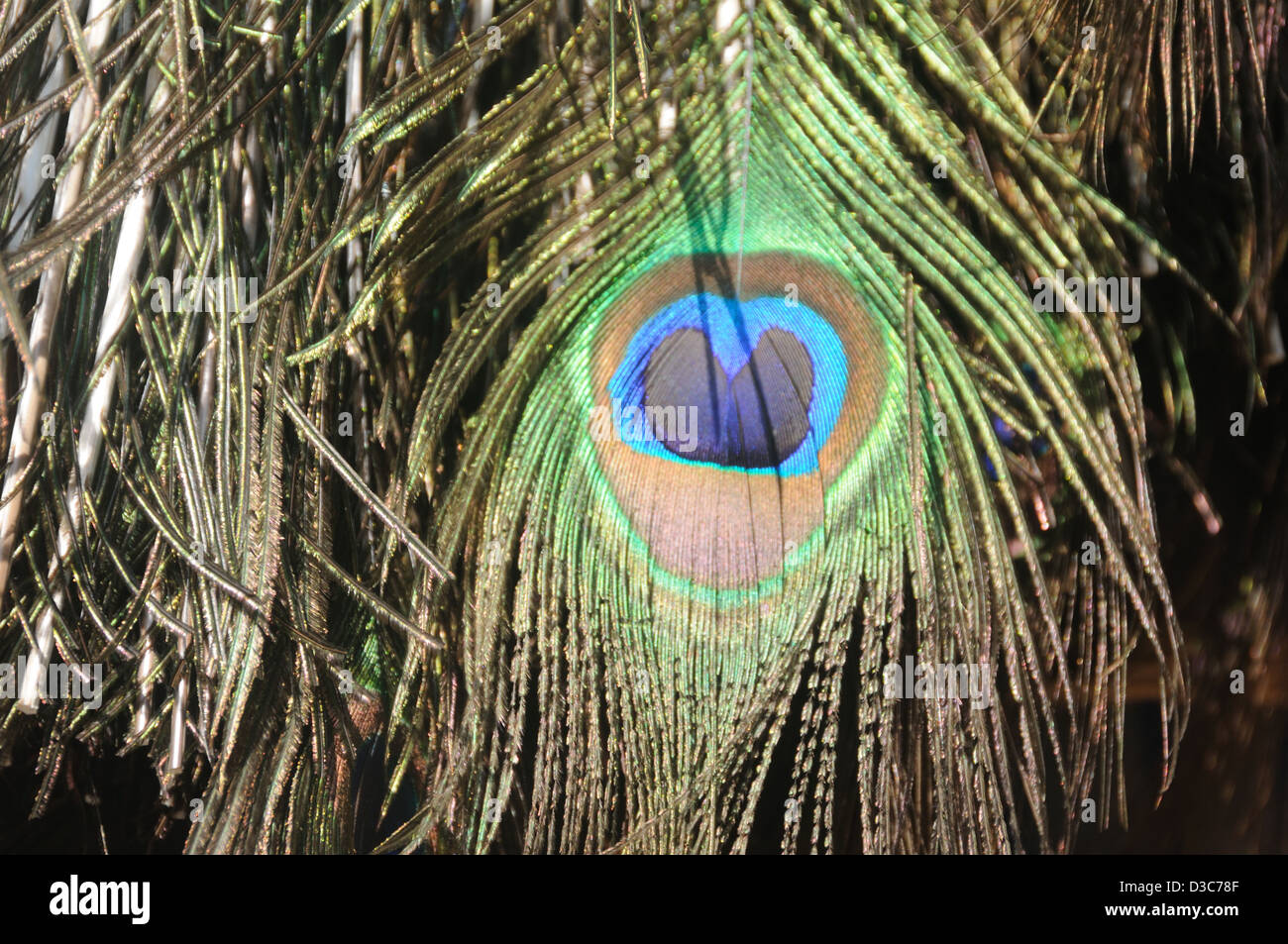 A peacock feather at Uttar Pradesh, India Stock Photo - Alamy