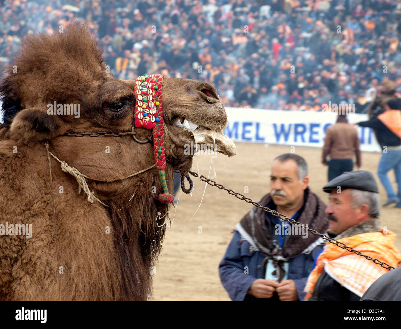 Selcuk-Efes Camel Wrestling Festival, Turkey Stock Photo - Alamy