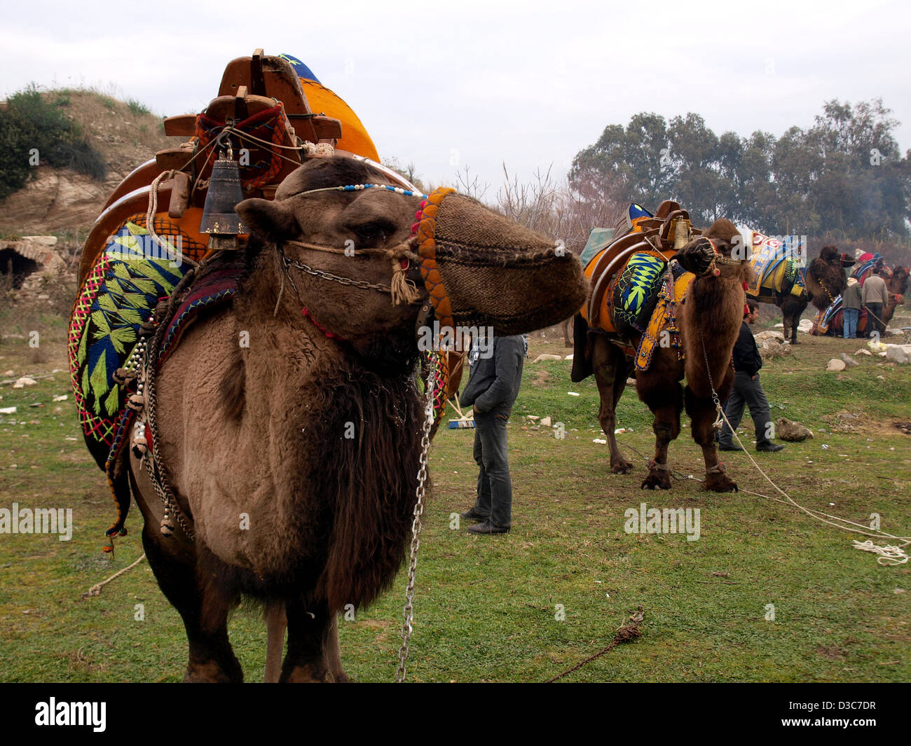 Muzzled camels awaiting match during Selcuk-Efes Camel Wrestling ...