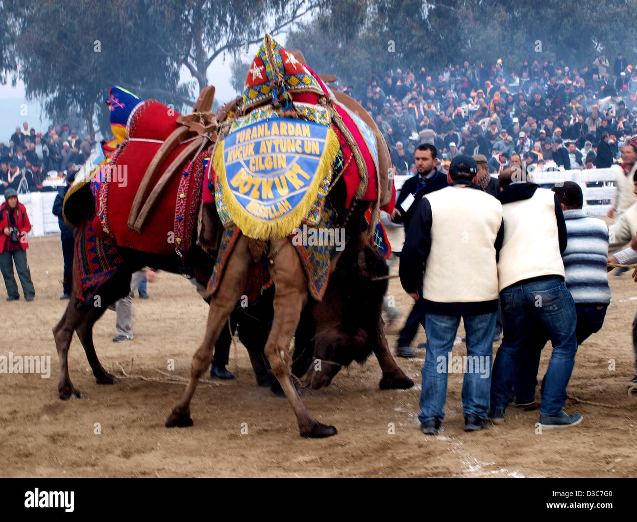 Preparing camel hi-res stock photography and images - Alamy