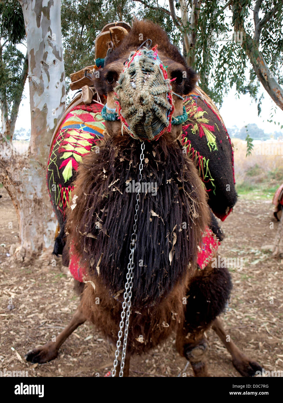 Bull camels hi-res stock photography and images - Alamy