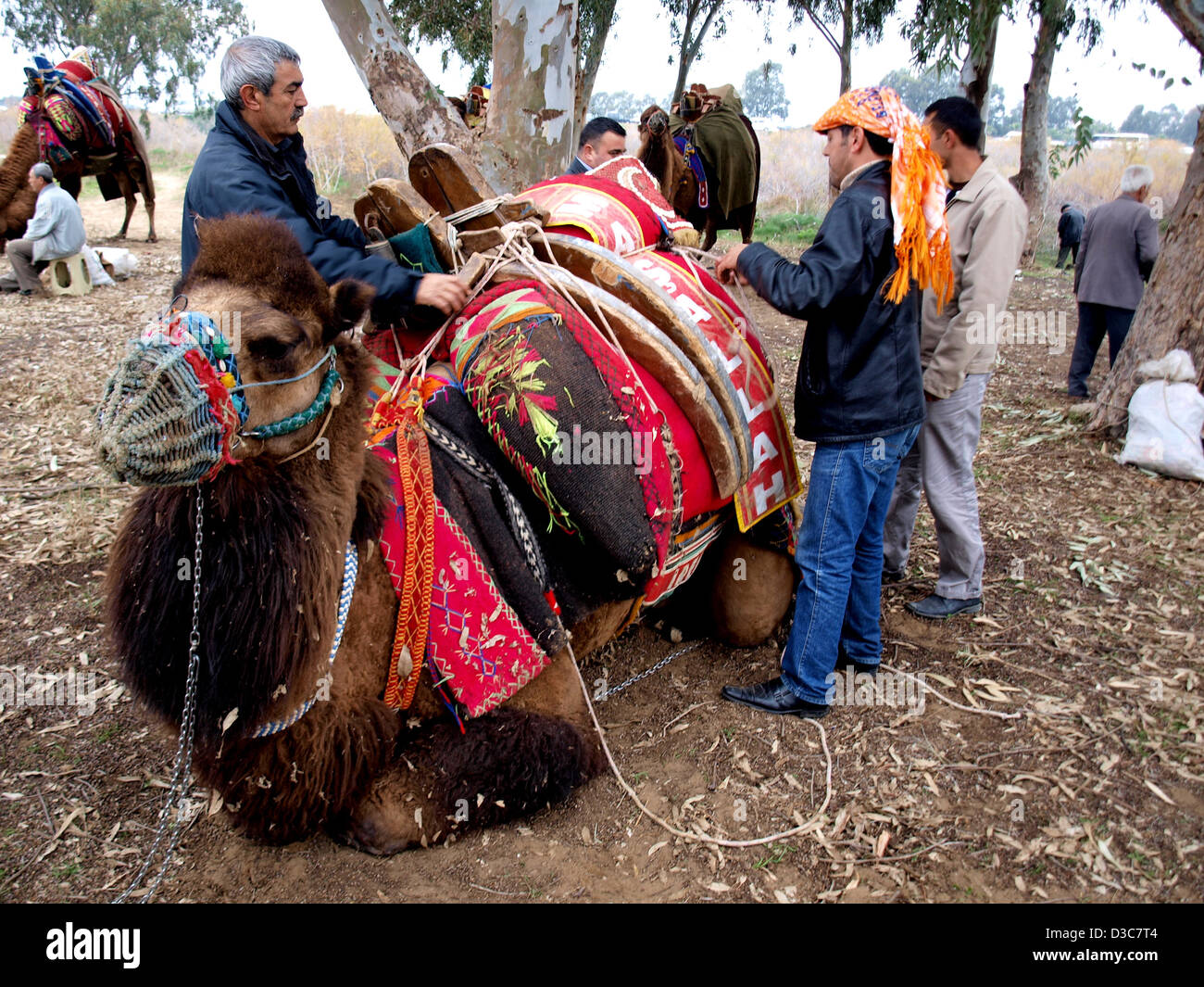 Man preparing camel during Selcuk-Efes Camel Wrestling Festival, Turkey ...