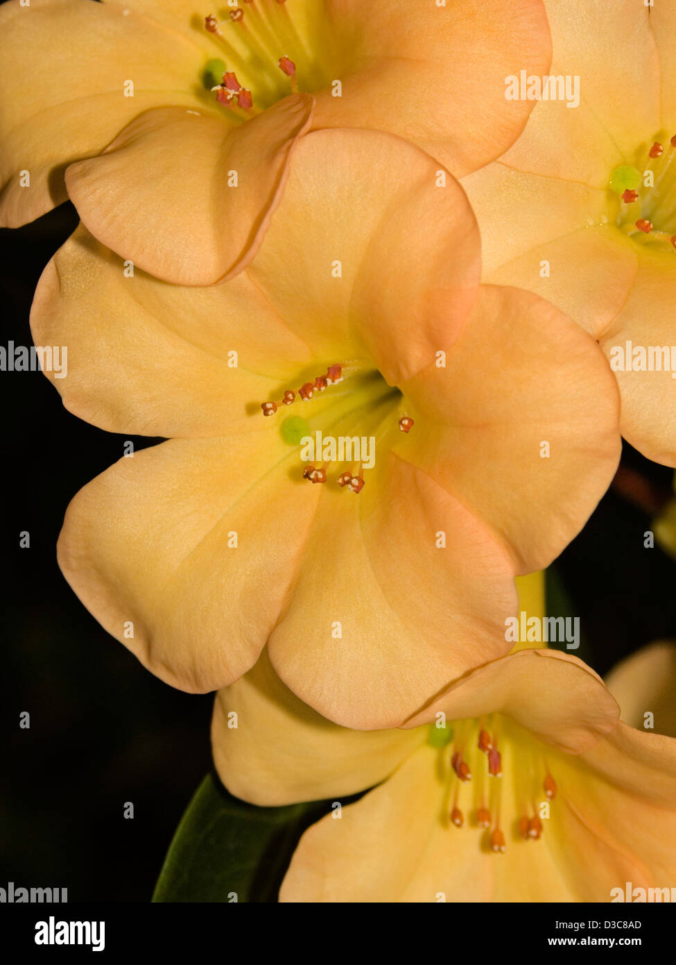 Vireya rhododendron hi-res stock photography and images - Alamy