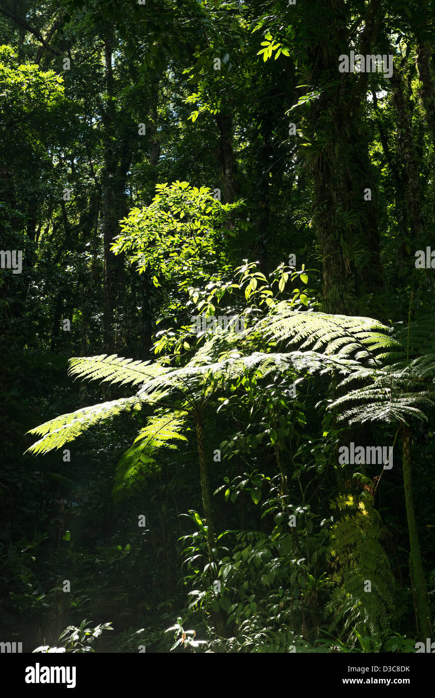 Foret tropical hi-res stock photography and images - Alamy